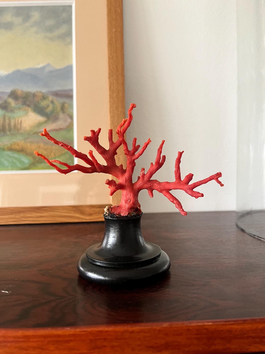 Natural Antique Red Coral on a Wood Stand Curiosity Wunderkammer ...