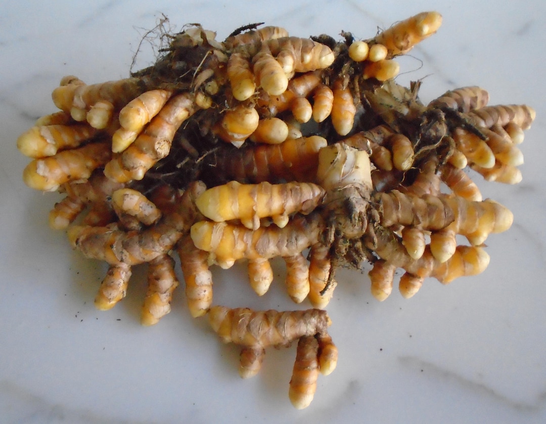 8 Turmeric Root (YELLOW CURCUMA LONGA) for Plant-arthritis Pain-skin ...