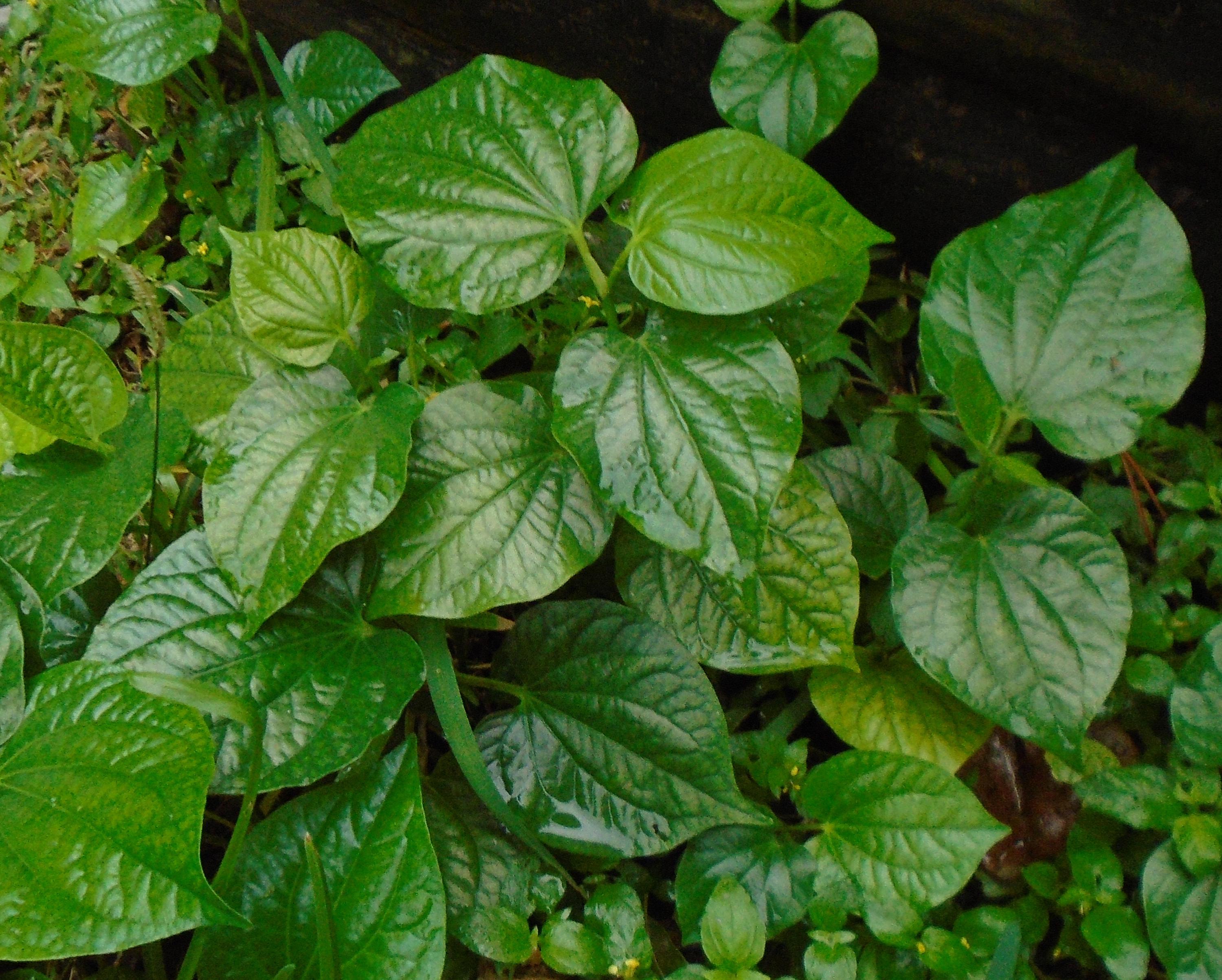 3x Stems 4" to 6" Root Natural BETEL LEAVES LOLOT Texas Lá Lốt Piper - Etsy