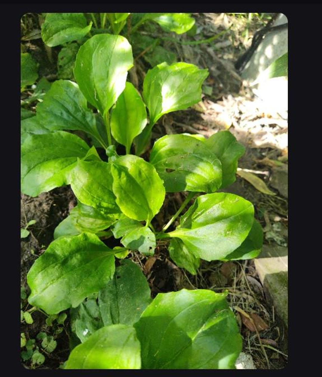 2 Plants Organic Plantain Broadleaf Live Plant Bare Root Ready to Plant ...