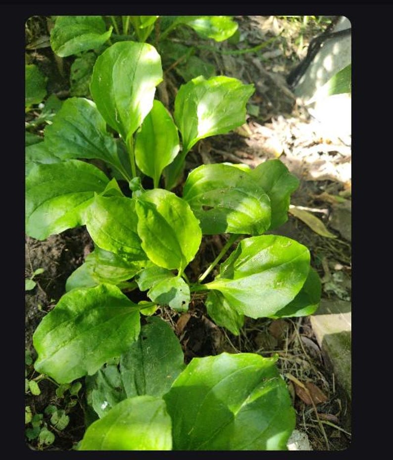2 Plants Organic Plantain Broadleaf Live Plant Bare Root Ready to Plant ...