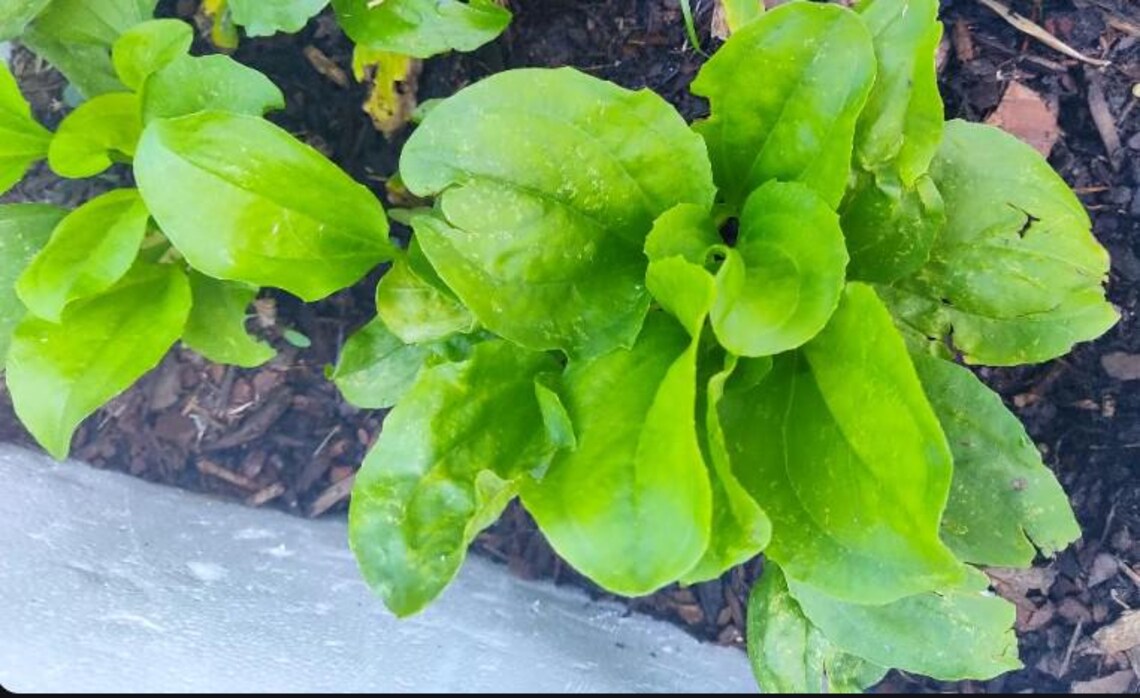 2 Plants Organic Plantain Broadleaf Live Plant Bare Root Ready to Plant ...
