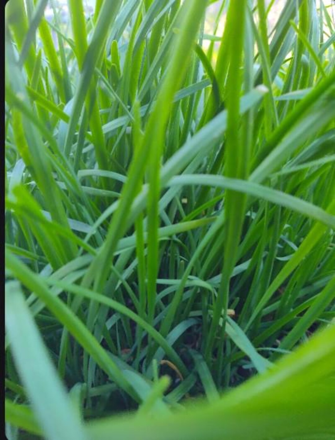 10 Organics Garlic Chives Live Plant Bare Roots Hardy Perennial Herb ...