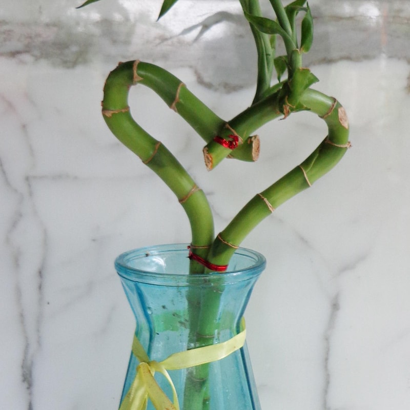 Lucky Bamboo Plant - Etsy - Page 9