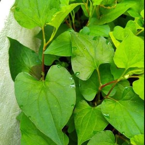 8 Live Bare Root Fish Mint Houttuynia Cordata Asian Herb Plants Diếp Cá ...