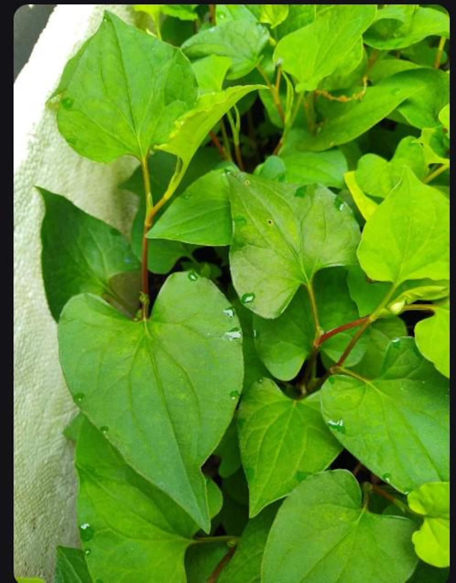 8 Live Bare Root Fish Mint Houttuynia Cordata Asian Herb Plants Diếp Cá ...