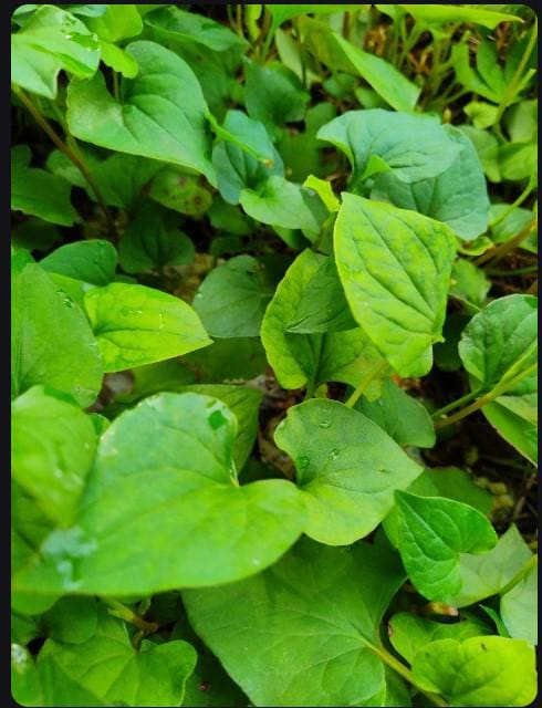 8 Live Bare Root Fish Mint Houttuynia Cordata Asian Herb Plants Diếp Cá ...