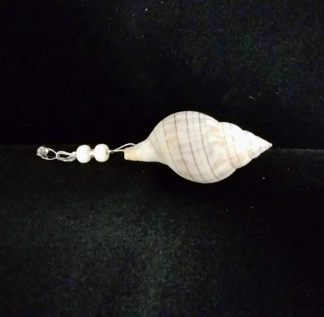 Banded Tulip Shell Light/fan Pull - Lg - Etsy