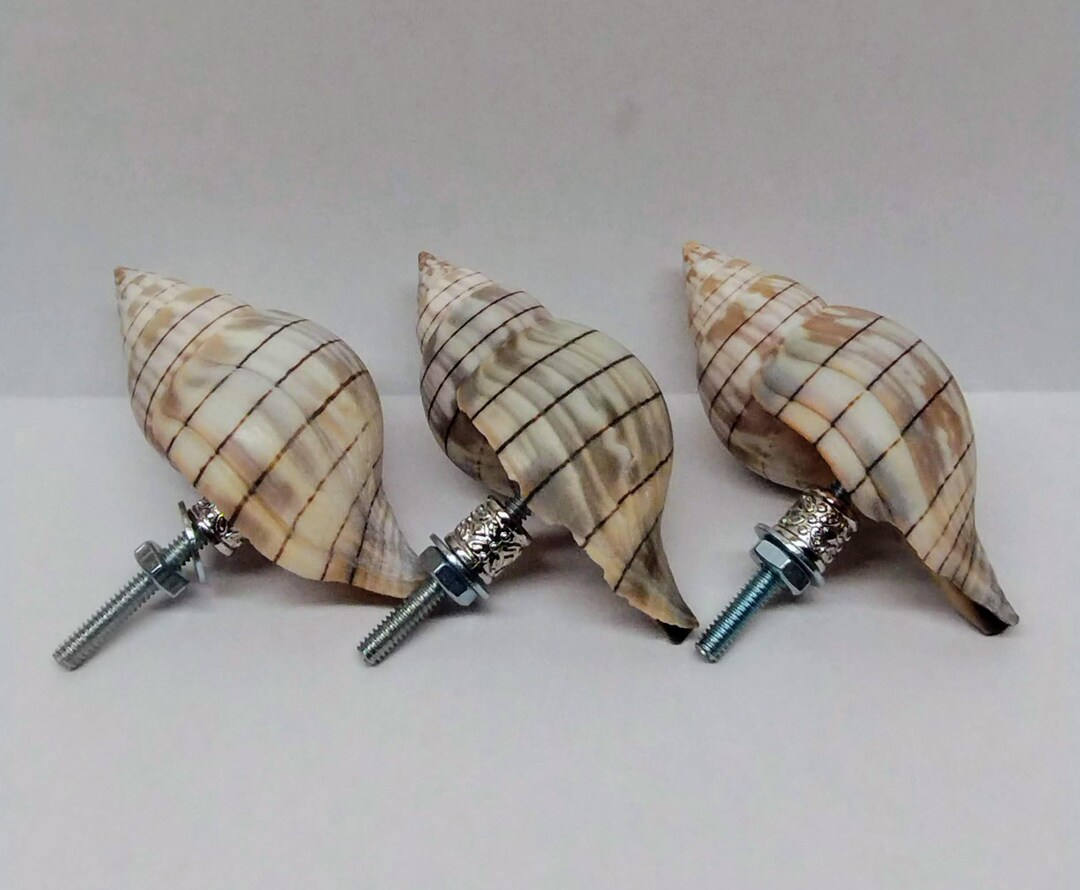 Trio of Banded Tulip Shell Drawer or Cabinet Pulls - Etsy