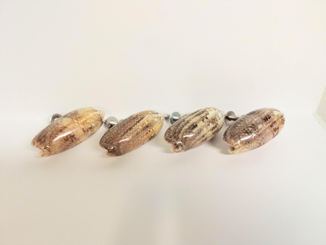 Lettered Olive Florida Seashell Drawer or Cabinet Pulls(4) - Dk - Etsy