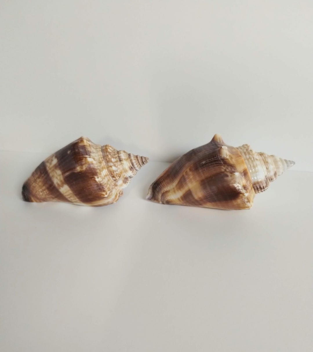 Pair of Fighting Conch Shell Drawer or Cabinet Pulls - 1 - Etsy