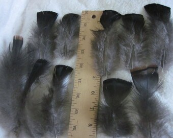 Wild turkey feathers | Etsy