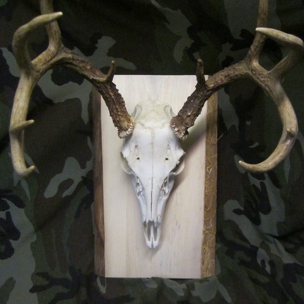 European Mount - Etsy