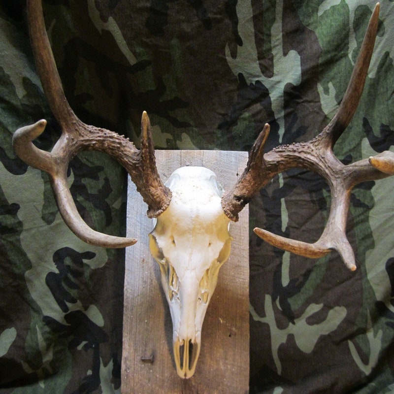 European Mount - Etsy