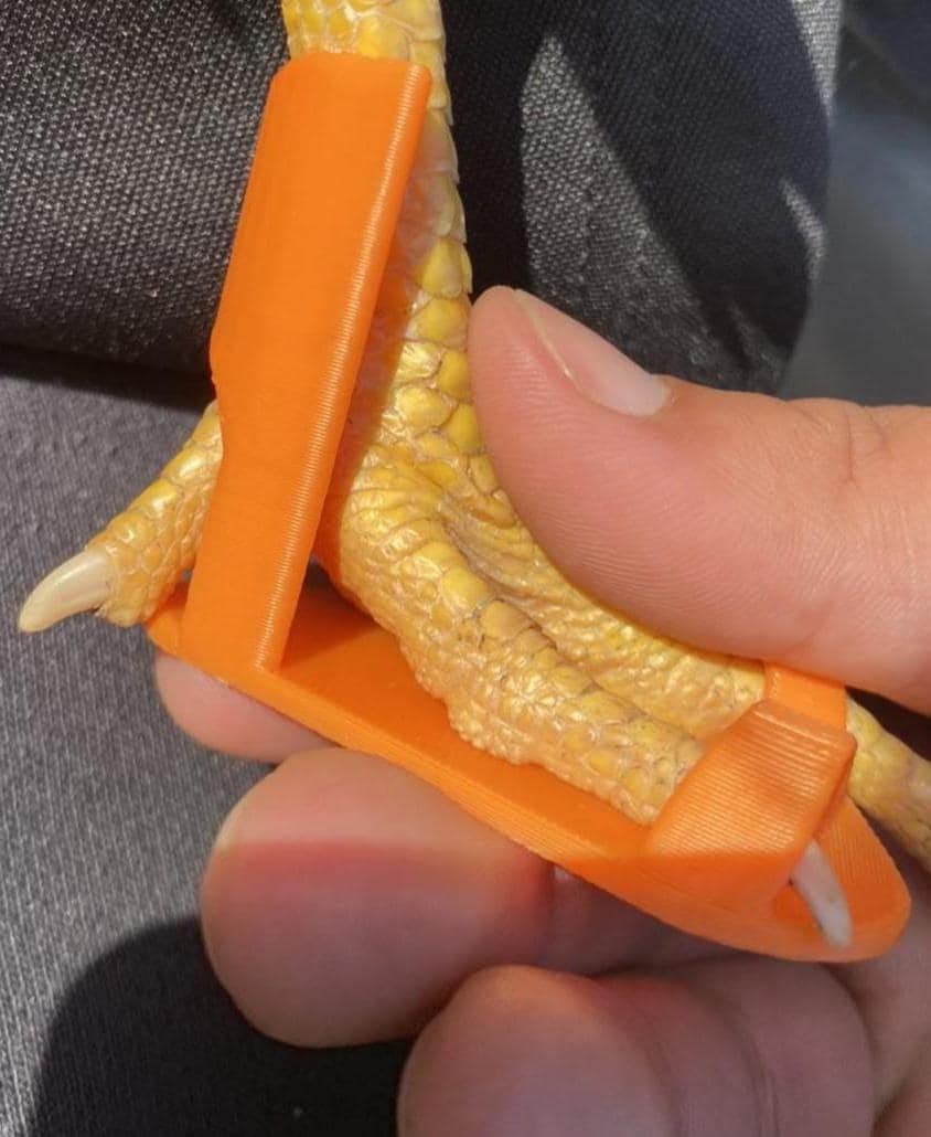 Chicken/duck Leg Splint With Toe Separator 10 Sizes 19 Colours Poultry ...