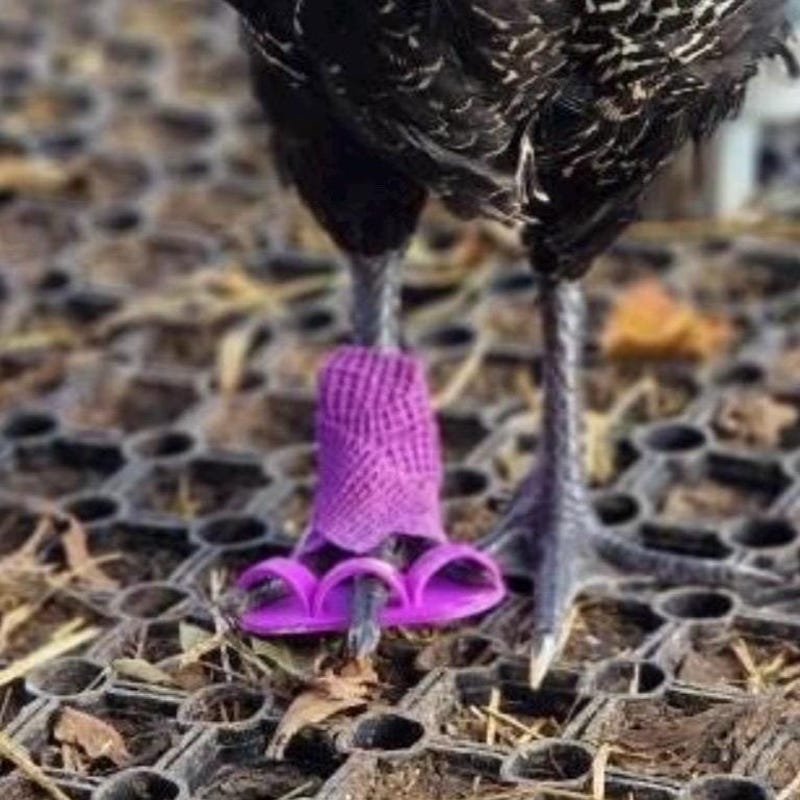 Huhn rollstuhl - Etsy.de