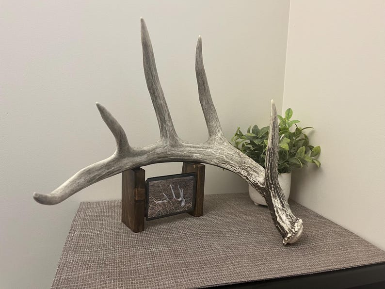 Shed Antler Display Stand (any Size- Deer Antler)- “stained” - Etsy