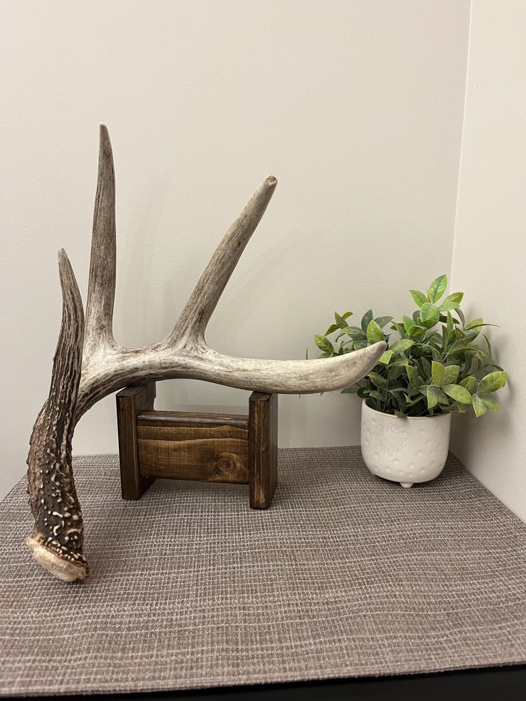 Shed Antler Display Stand (any Size- Deer Antler)- “stained” - Etsy