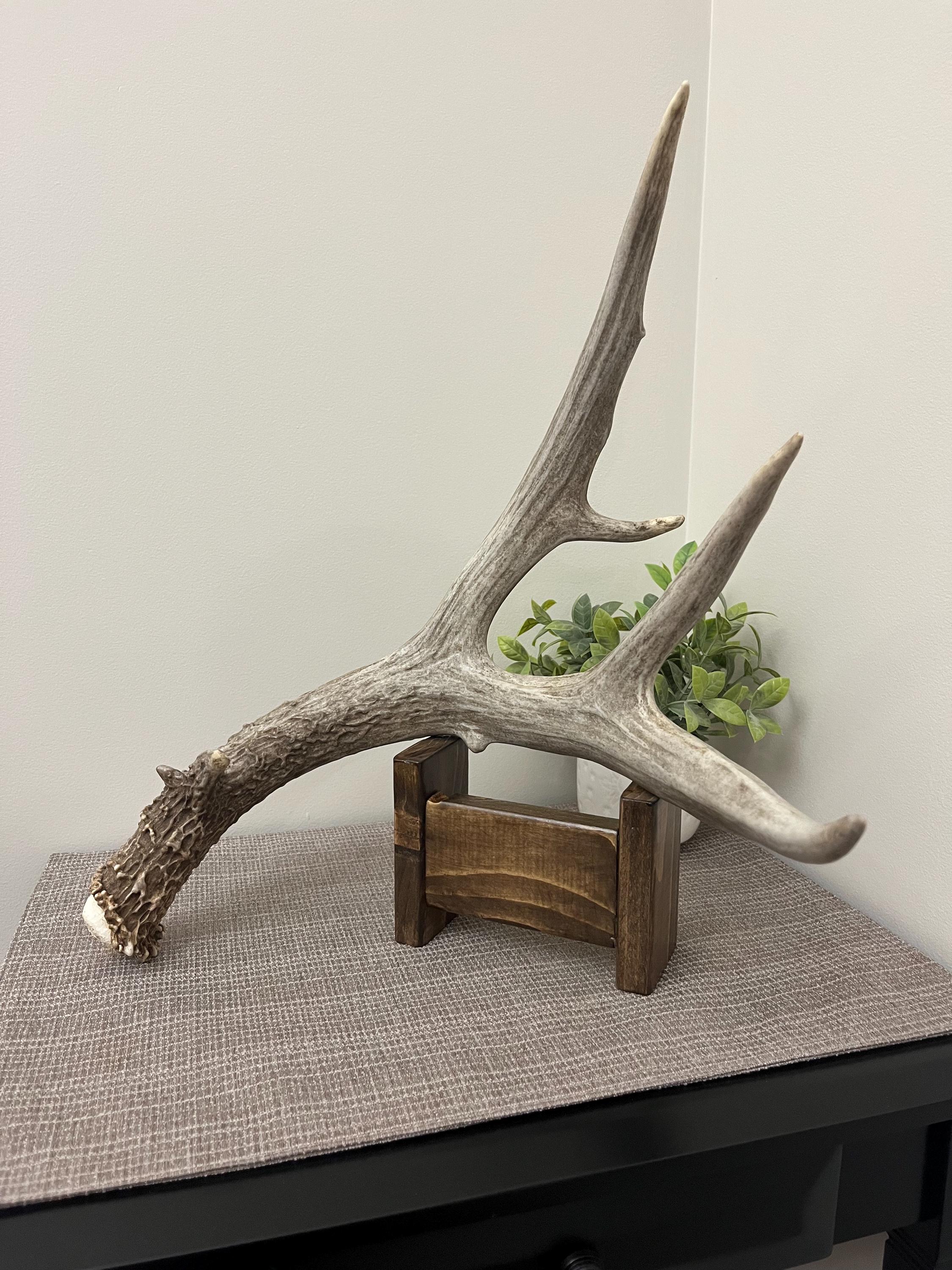 Shed Antler Display Stand (any Size- Deer Antler)- “stained” - Etsy