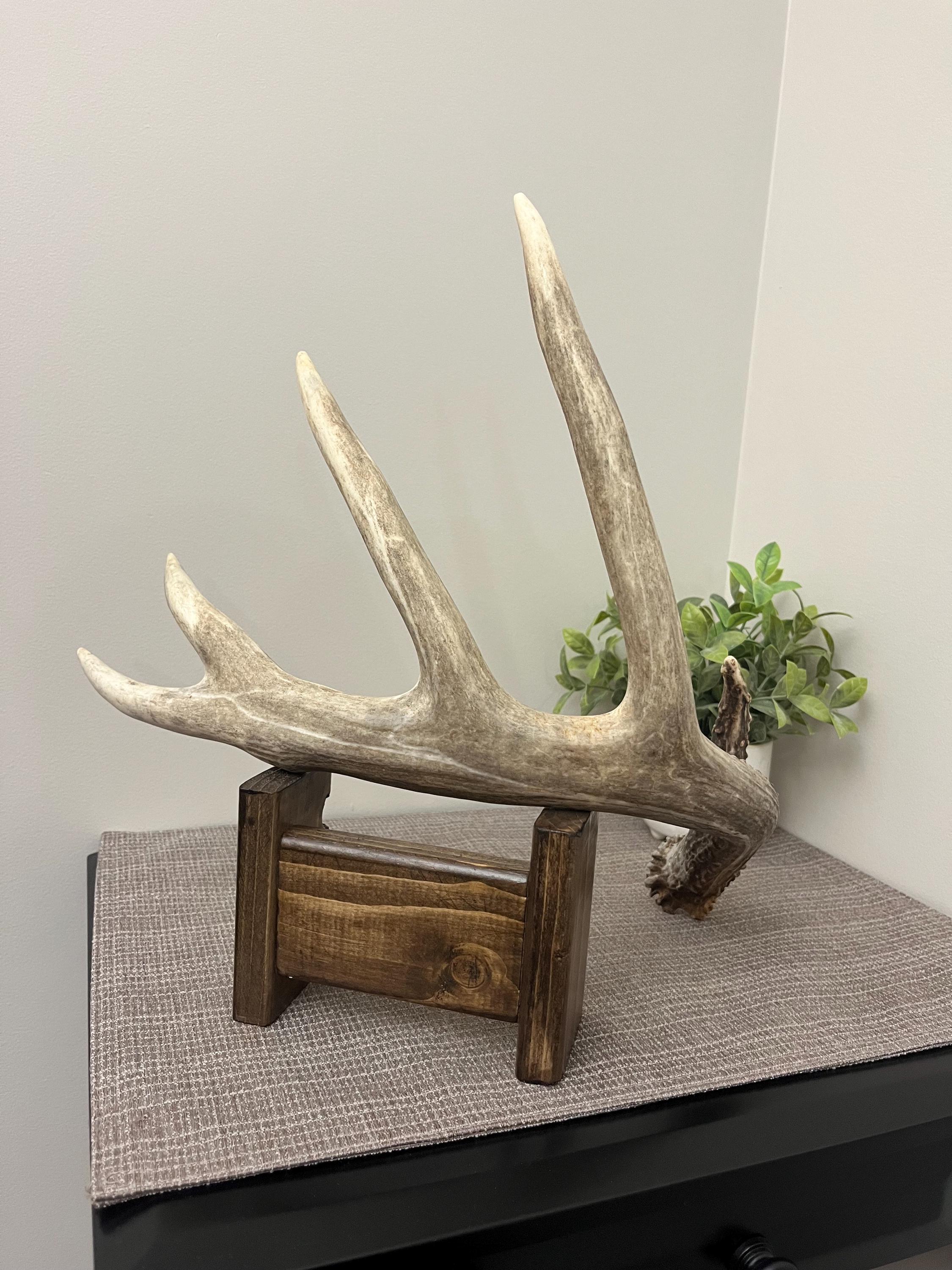 Shed Antler Display Stand (any Size- Deer Antler)- “stained” - Etsy