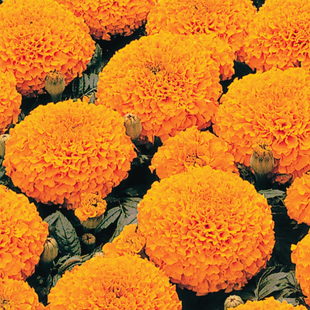 Giant Orange Marigold Seeds - Heirloom, Large Blooms, Pollinator ...