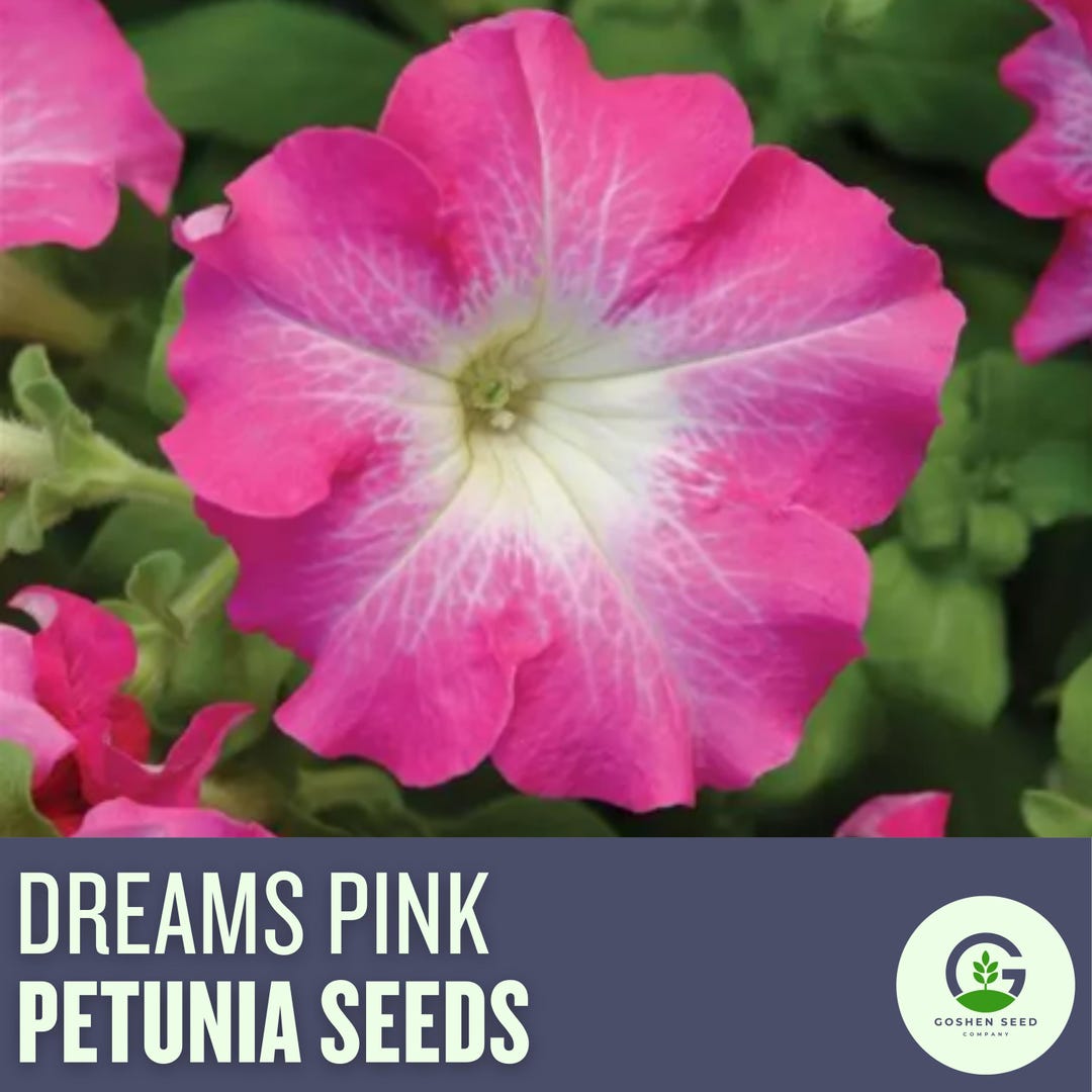 Petunia Dreams Pink Seeds – Soft Pink Blooms for Lush, Long-lasting ...