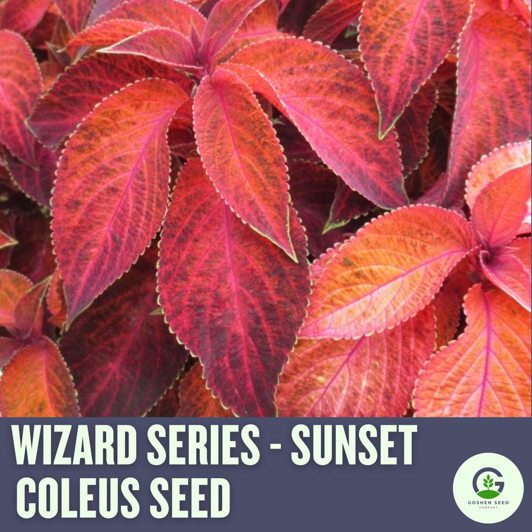 Coleus Wizard Series Sunset (pelleted) Seeds – Beautiful, Colorful ...