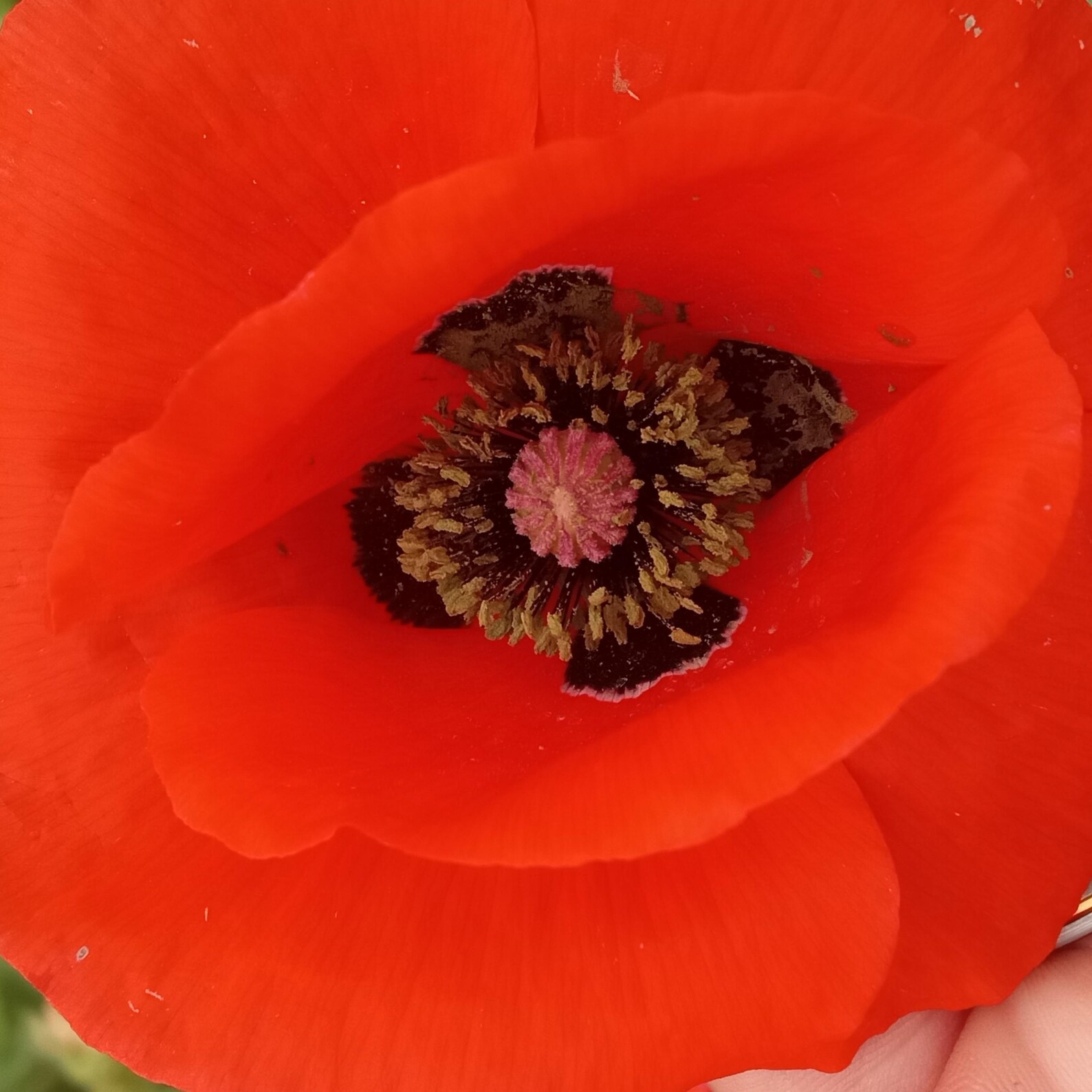 American Legion Poppy Seeds – Heirloom, Flanders Red Corn Poppy ...