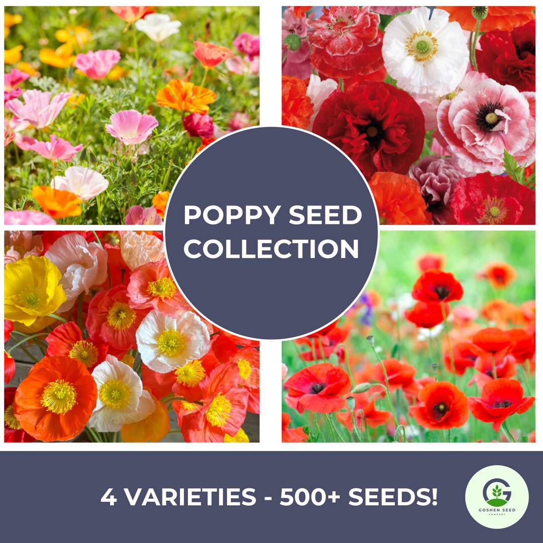 Wild Bloom Poppy Seed Collection – Heirloom Poppy Seeds for Pollinators ...