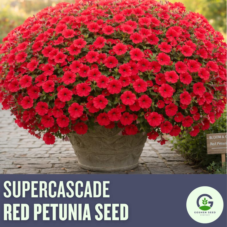 Petunia Seeds - Supercascade Series Red (pelleted) | Large Cascading ...
