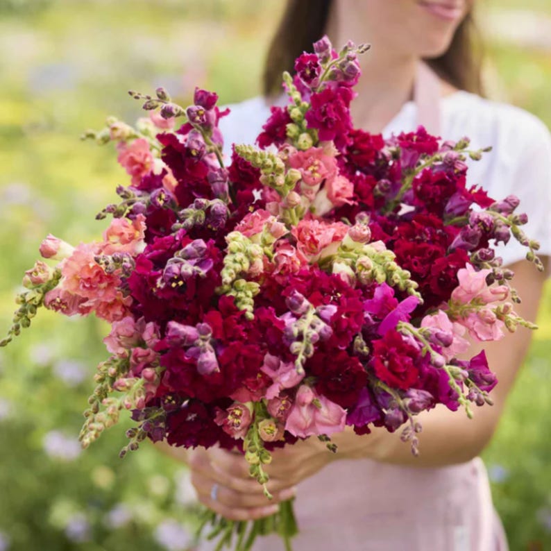 Snapdragon Seeds – Passion Red Mix | Antirrhinum Majus Vibrant Red ...