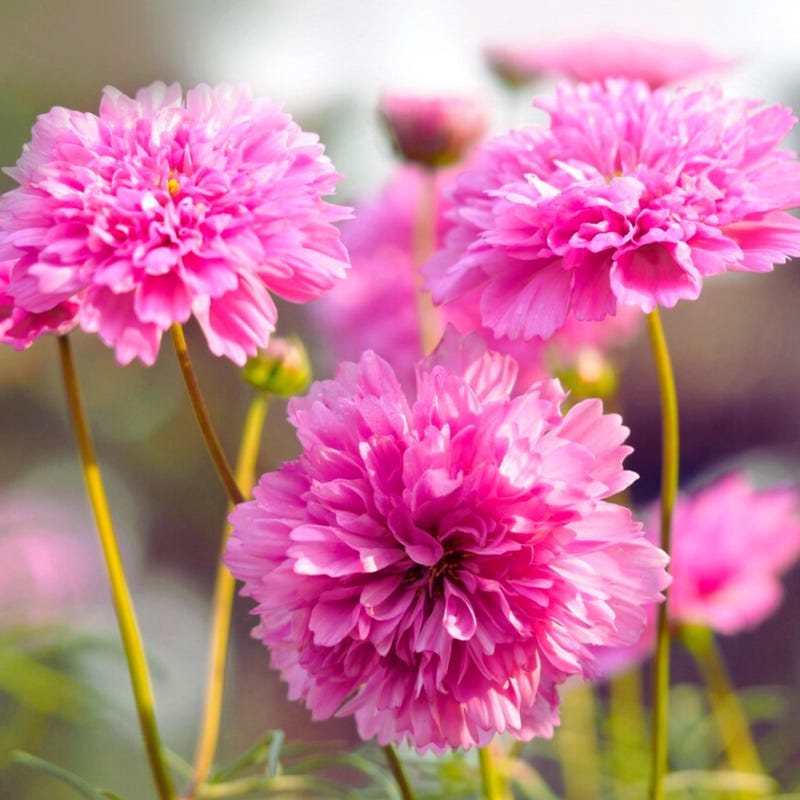 Pink Bon Bons - Etsy