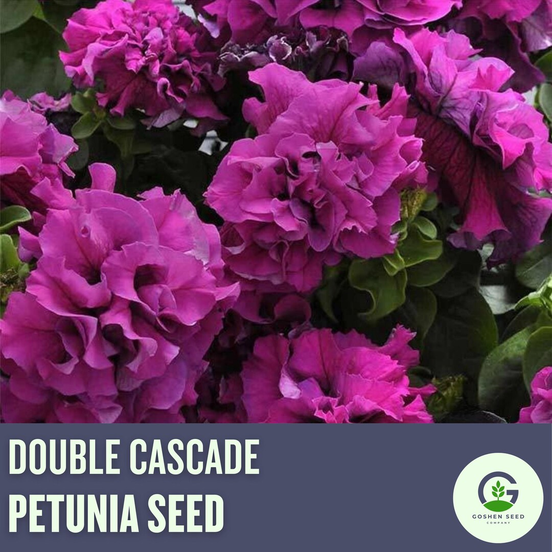 Petunia Double Cascade Burgundy Seeds - Pelleted, Ruffled Blooms, Heat ...