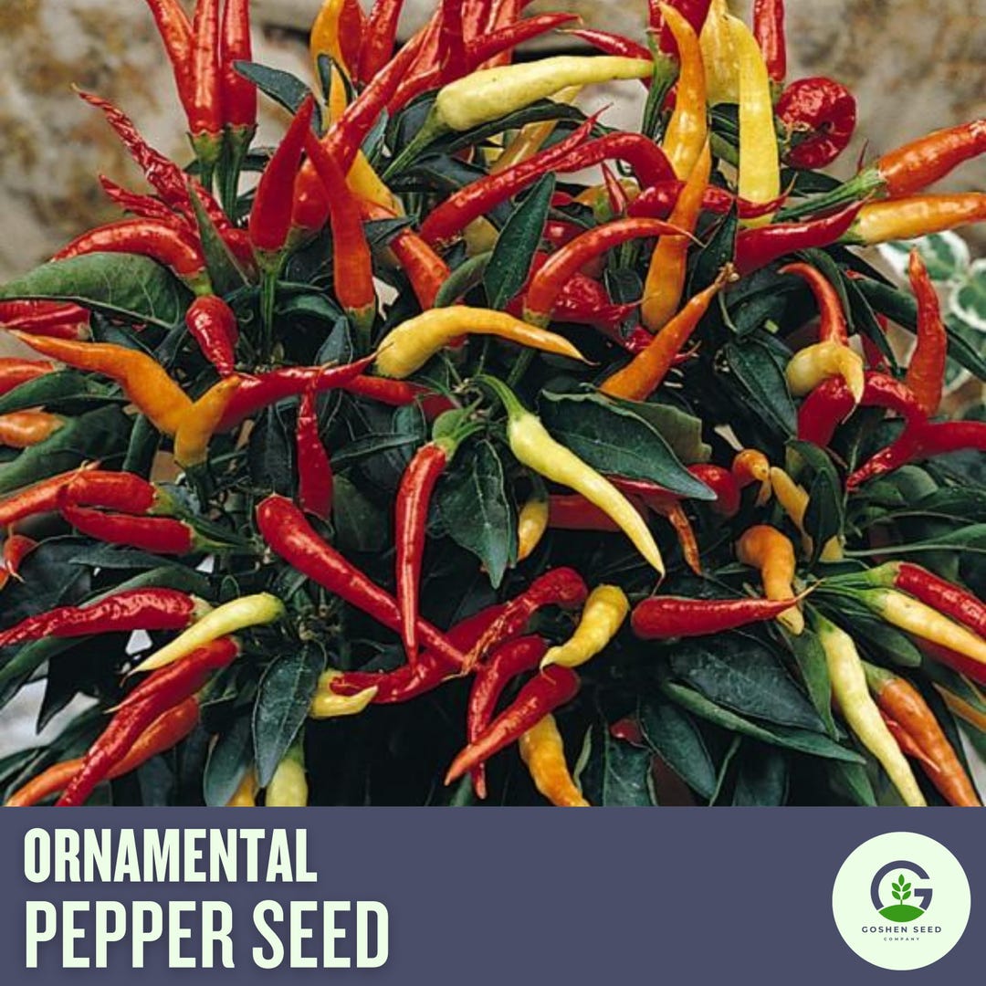 Patio Fire N Ice Ornamental Pepper Seeds | Colorful Decorative Peppers ...