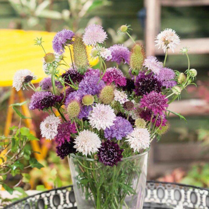 Scabiosa Seeds – Tall Double Mix | Scabiosa Atropurpurea Butterflies ...
