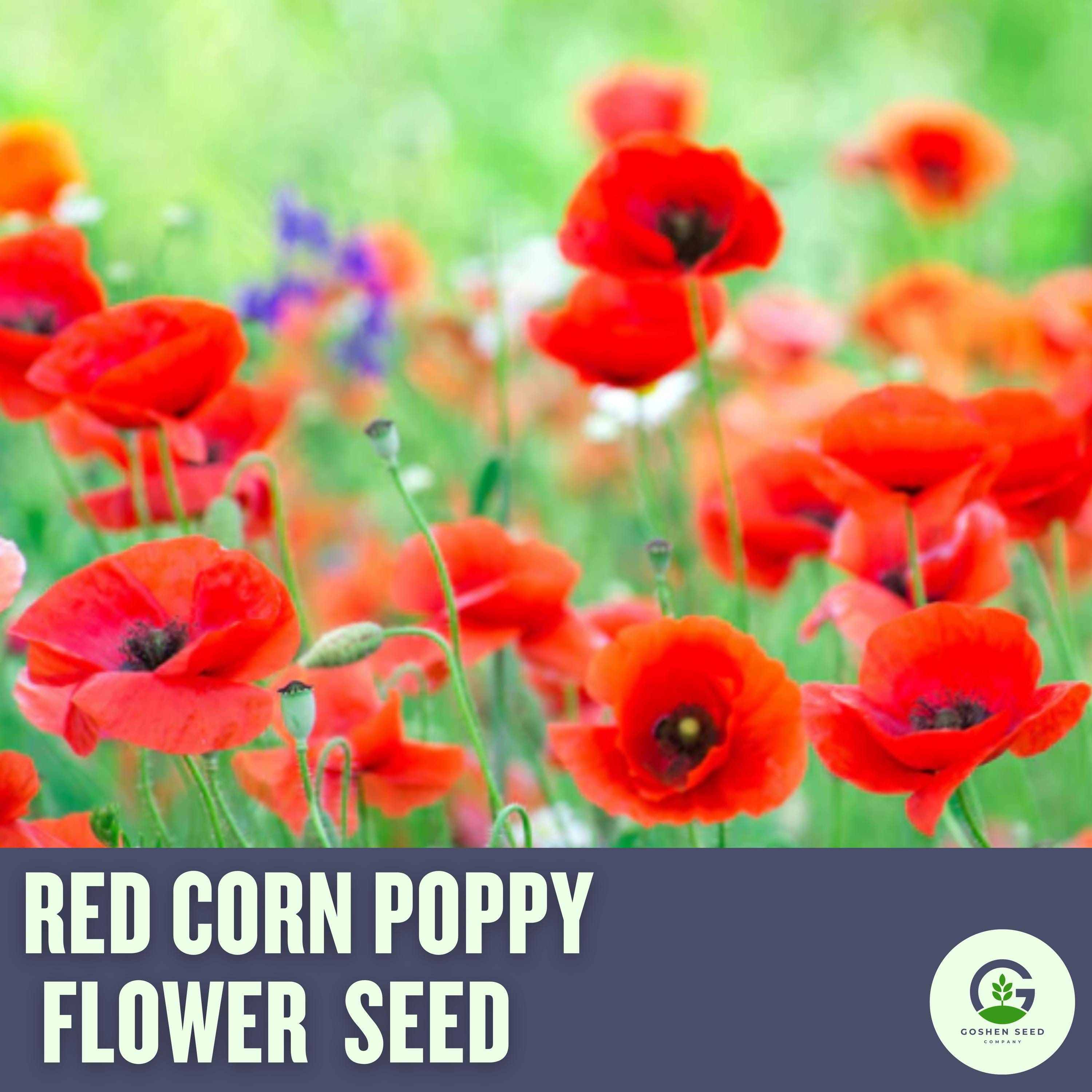 American Legion Poppy Seeds – Heirloom, Flanders Red Corn Poppy ...