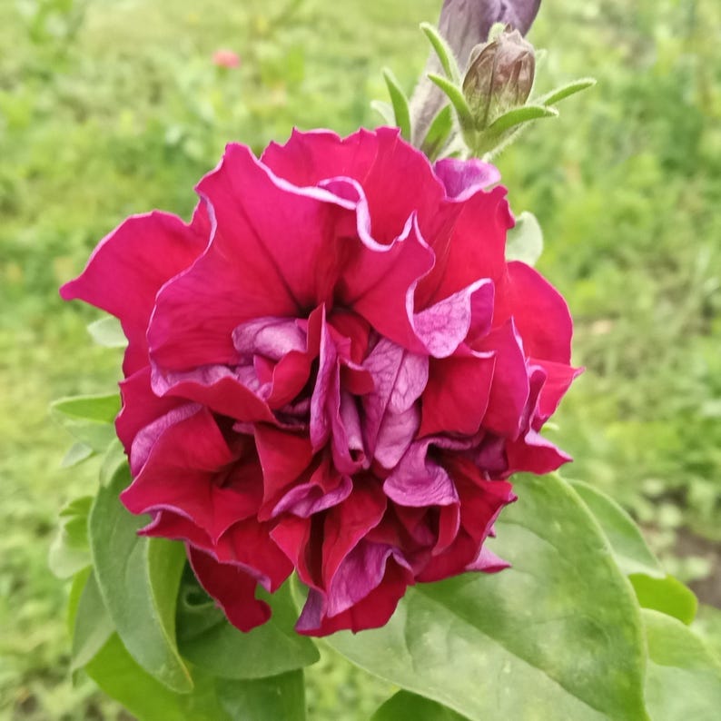 Petunia Double Cascade Burgundy Seeds - Pelleted, Ruffled Blooms, Heat ...