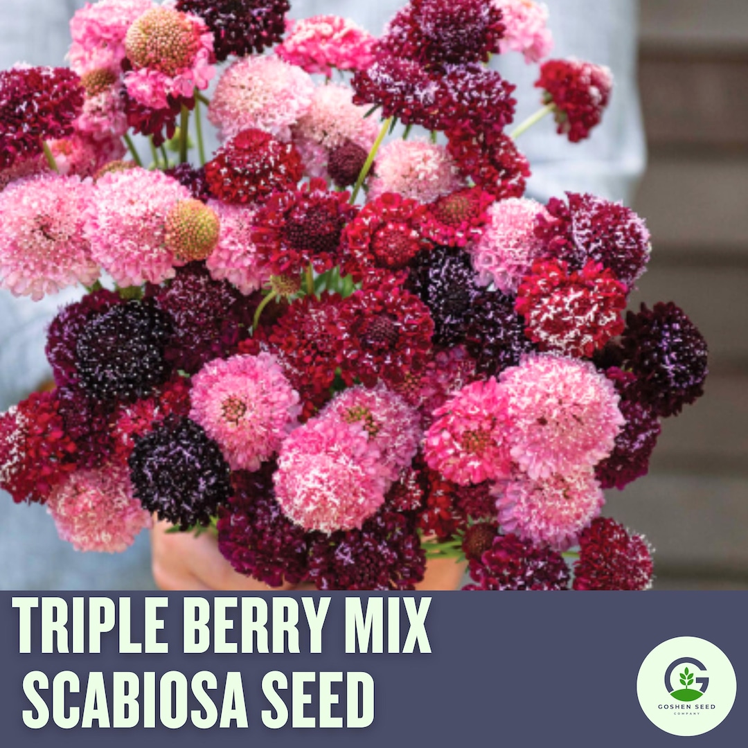 Triple Berry Mix Scabiosa Seeds - Heirloom, Pollinator-friendly, Long ...