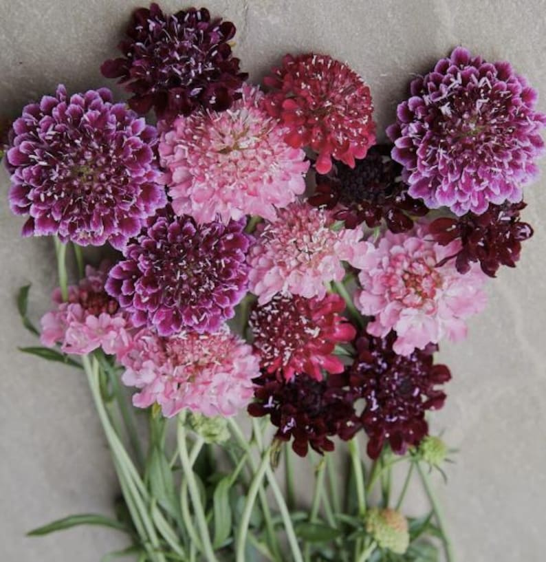 Triple Berry Mix Scabiosa Seeds - Heirloom, Pollinator-friendly, Long ...