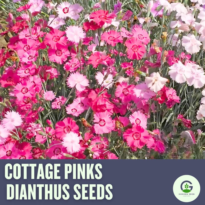 Cottage Pinks Dianthus Seeds – Heirloom Fragrant Edible Flower - Etsy