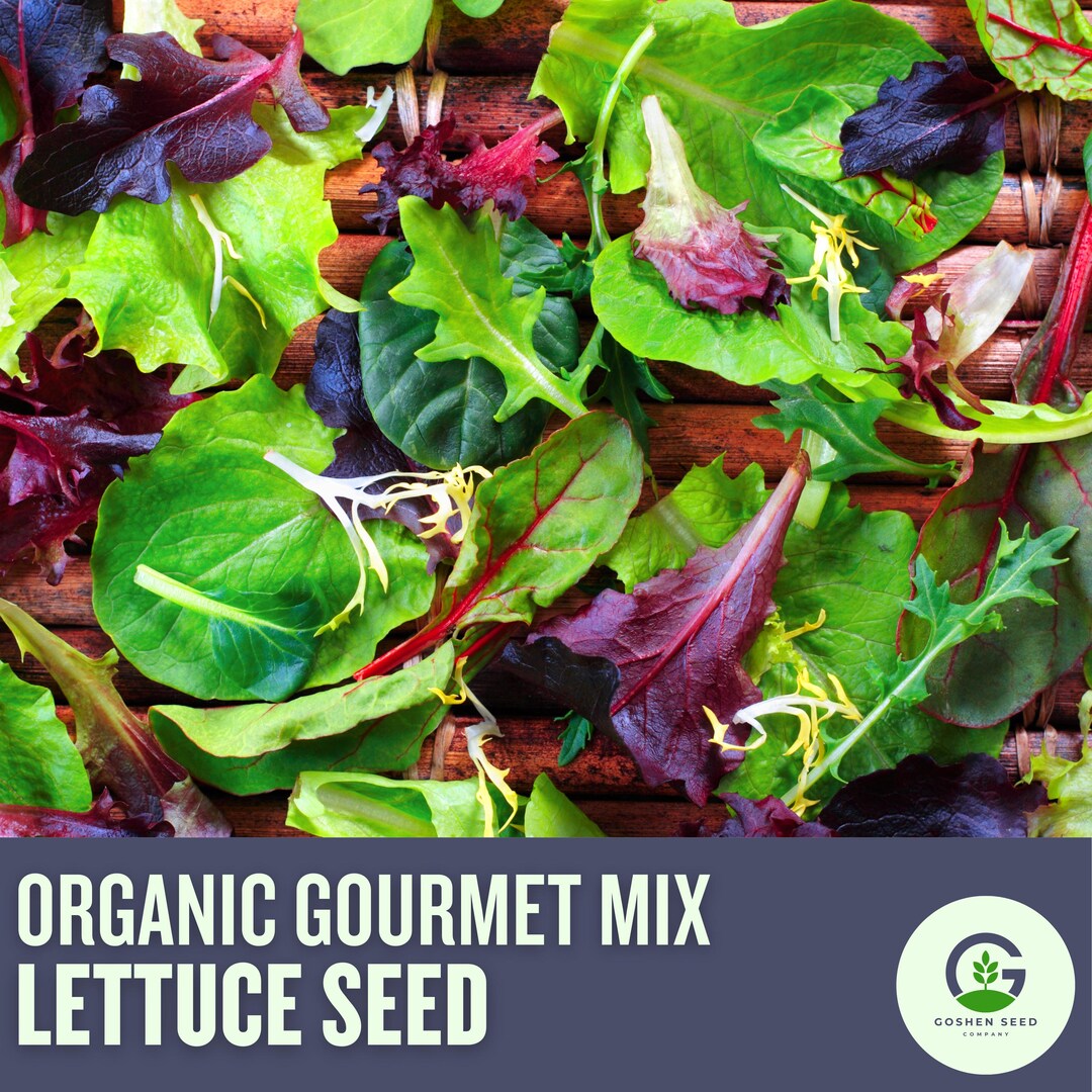 Gourmet Mixed Greens Lettuce Seeds – Heirloom Vegetable, Open ...