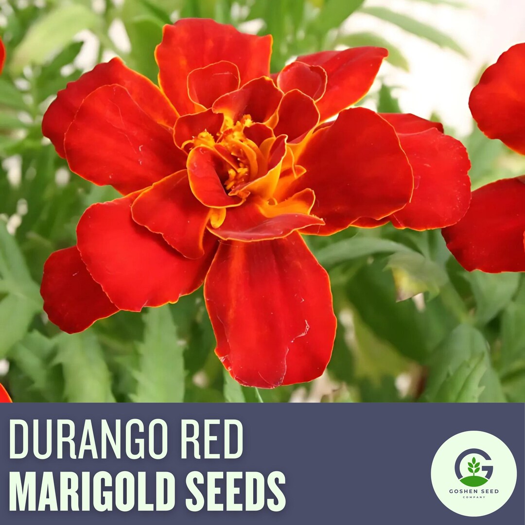 Durango Red Marigold Seeds – Bold Red-orange Blooms for Vibrant, Long ...