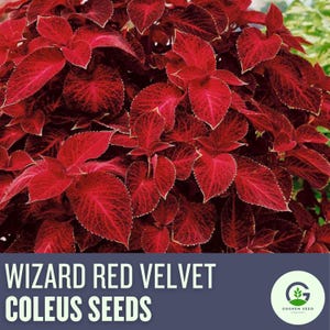 Coleus Wizard Red Velvet Seeds – Vibrant Shade-loving Foliage With Deep ...