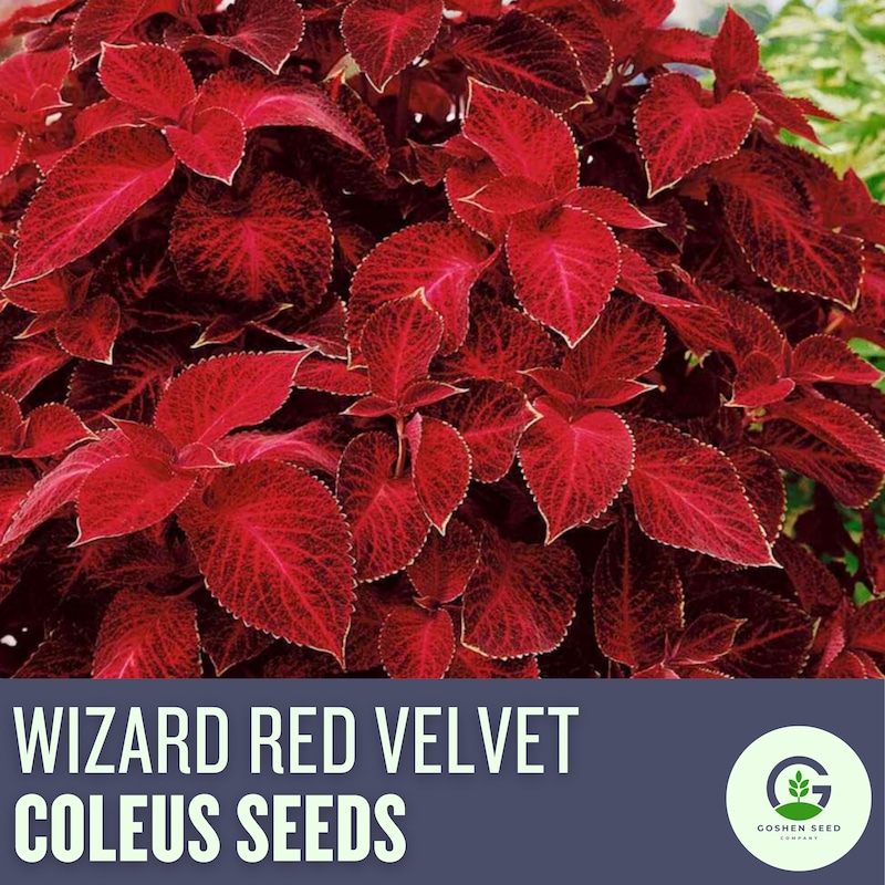 Black and Red Hosta Plants - Etsy