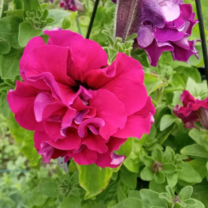 Petunia Double Cascade Burgundy Seeds - Pelleted, Ruffled Blooms, Heat ...