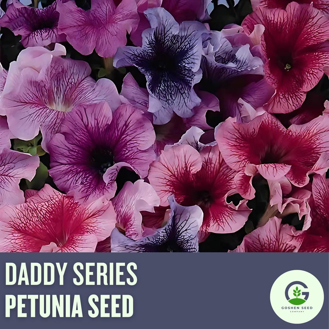 Petunia Daddy Series Seeds - Pelleted, Veined Blooms, Heat-tolerant ...