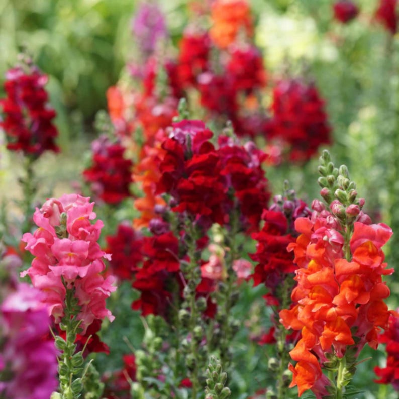Snapdragon Seeds – Passion Red Mix | Antirrhinum Majus Vibrant Red ...