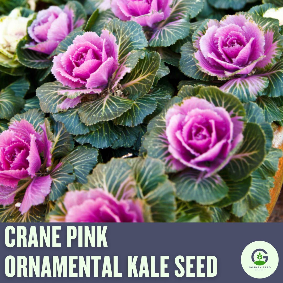 Crane Pink Ornamental Kale Seeds - F1 Hybrid | Vibrant Pink Kale for ...