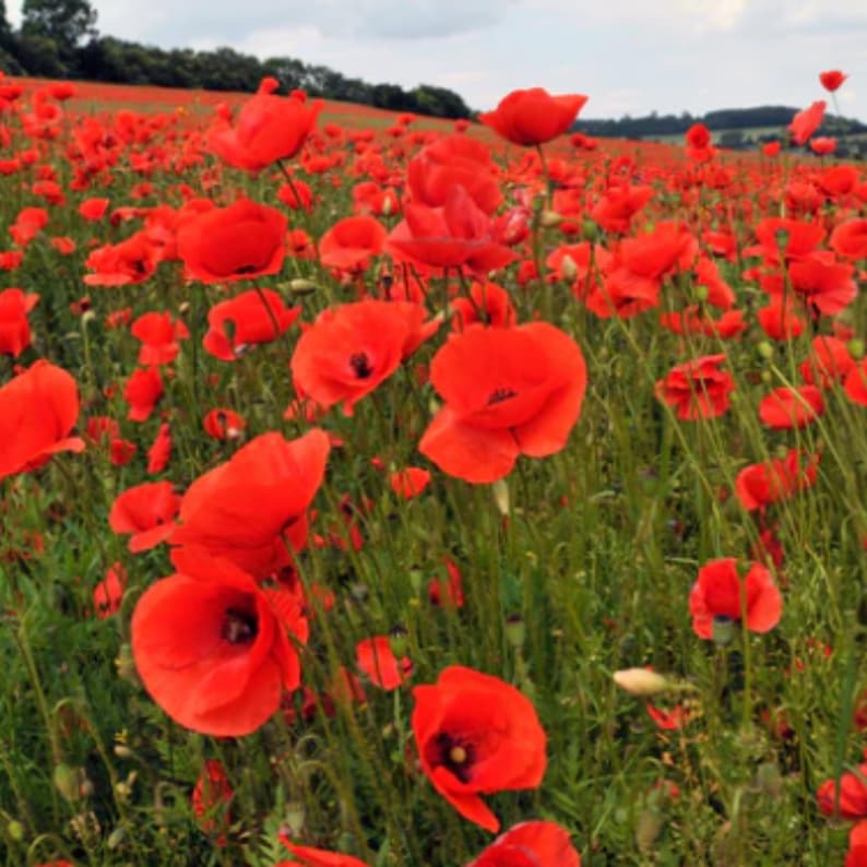 American Legion Poppy Seeds – Heirloom, Flanders Red Corn Poppy ...