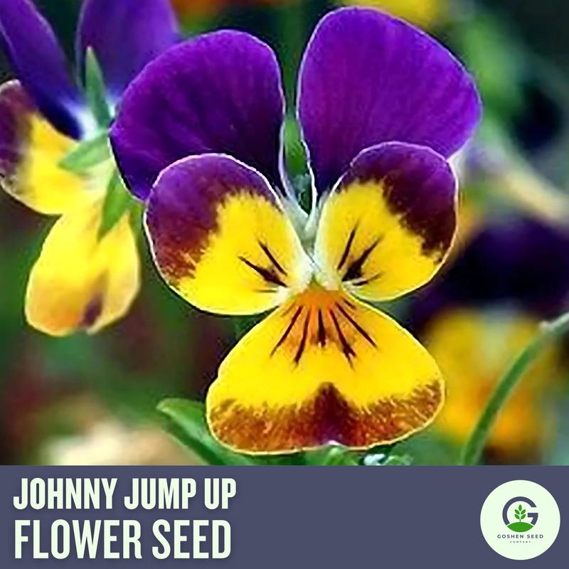 Johnny Jump Up - Etsy